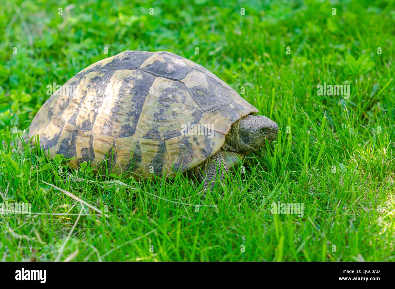 Turtle in grass. Terrestrial spotted brown turtle among green plants in ...