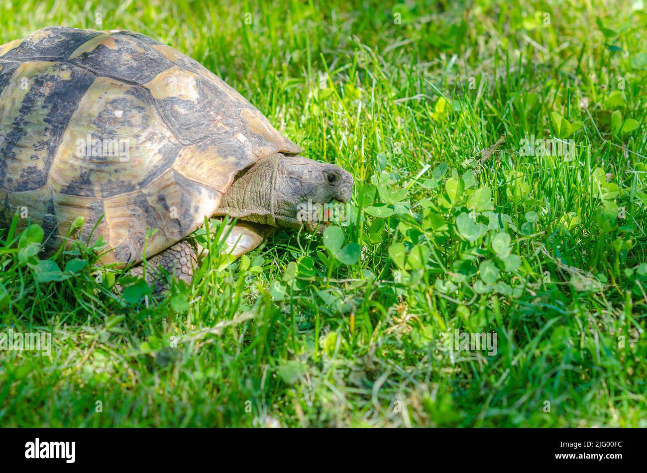 Open mouth shell hi-res stock photography and images - Alamy