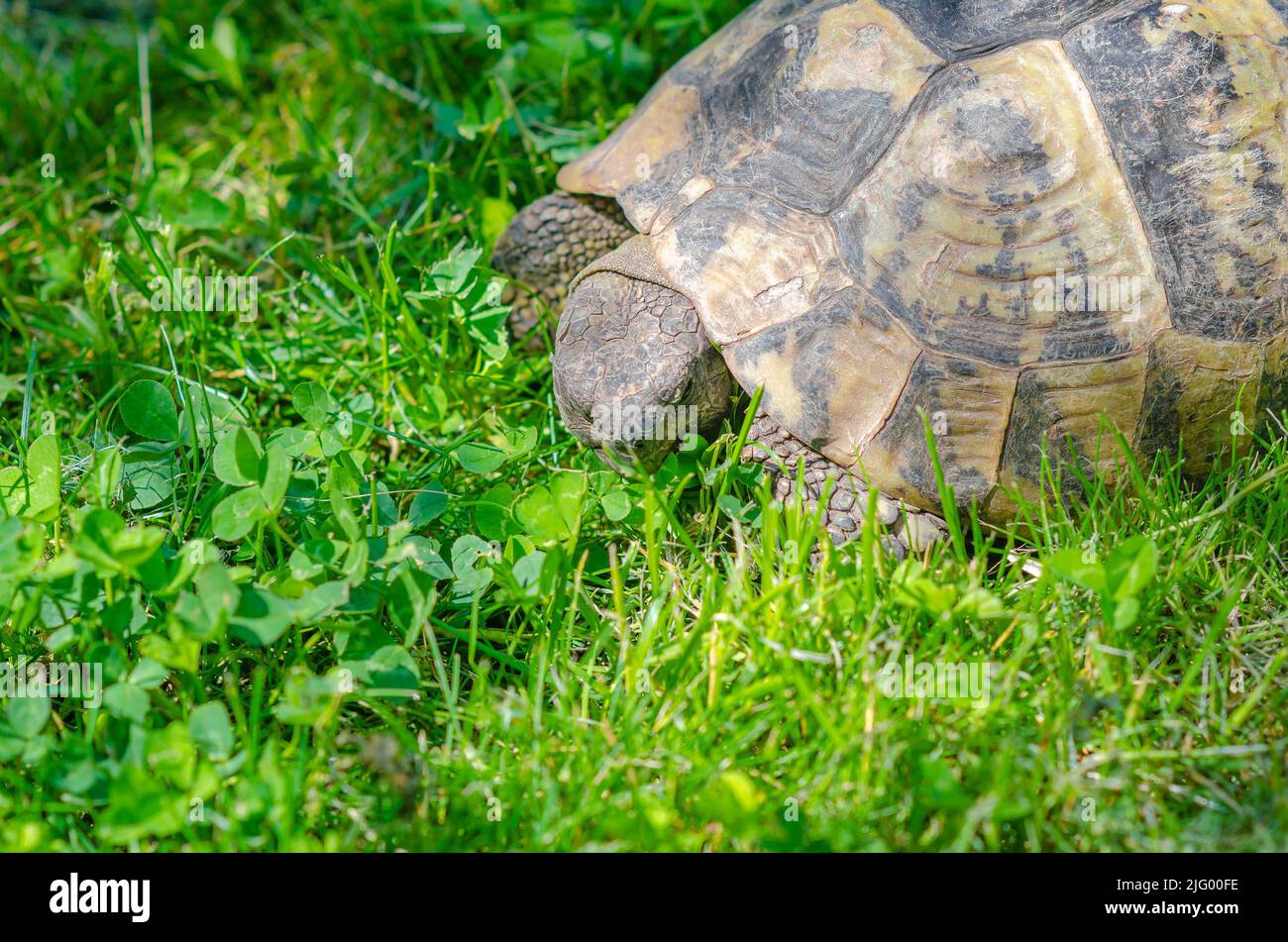 Sunlit turtle in garden sitting on green grass. A land turtle. Close-up ...