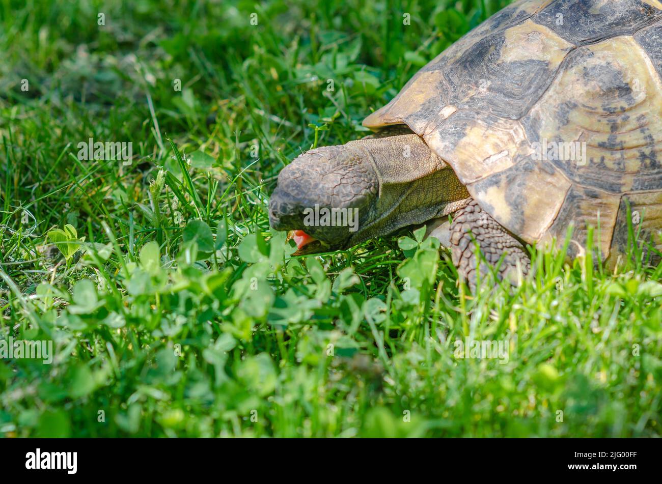 Turtle head close up with open mouth on green grass background. The ...
