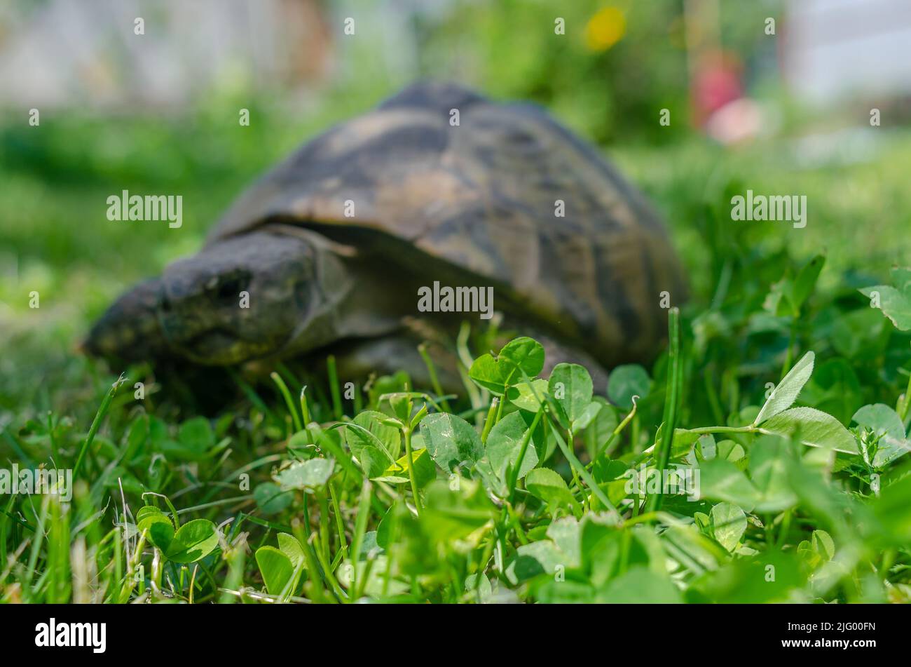 Spotted turtle in garden sitting on green grass. Land turtle. Blurred ...