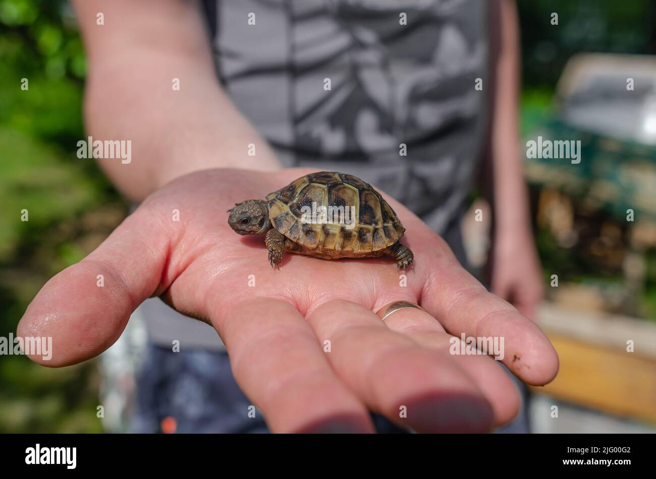 Little turtle on human palm. Close up of small land newborn turtle ...