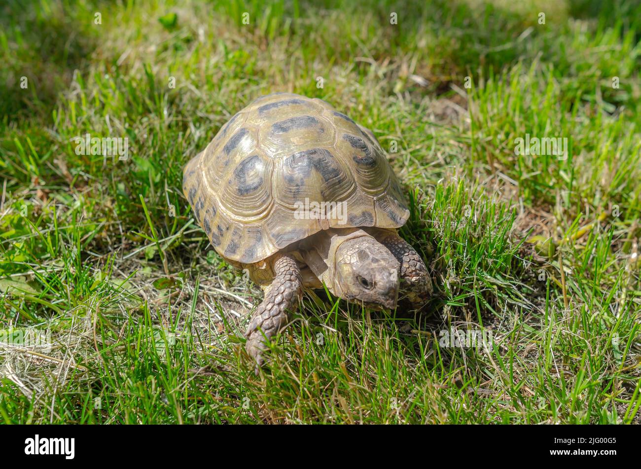 Turtle among the grass in nature hi-res stock photography and images ...