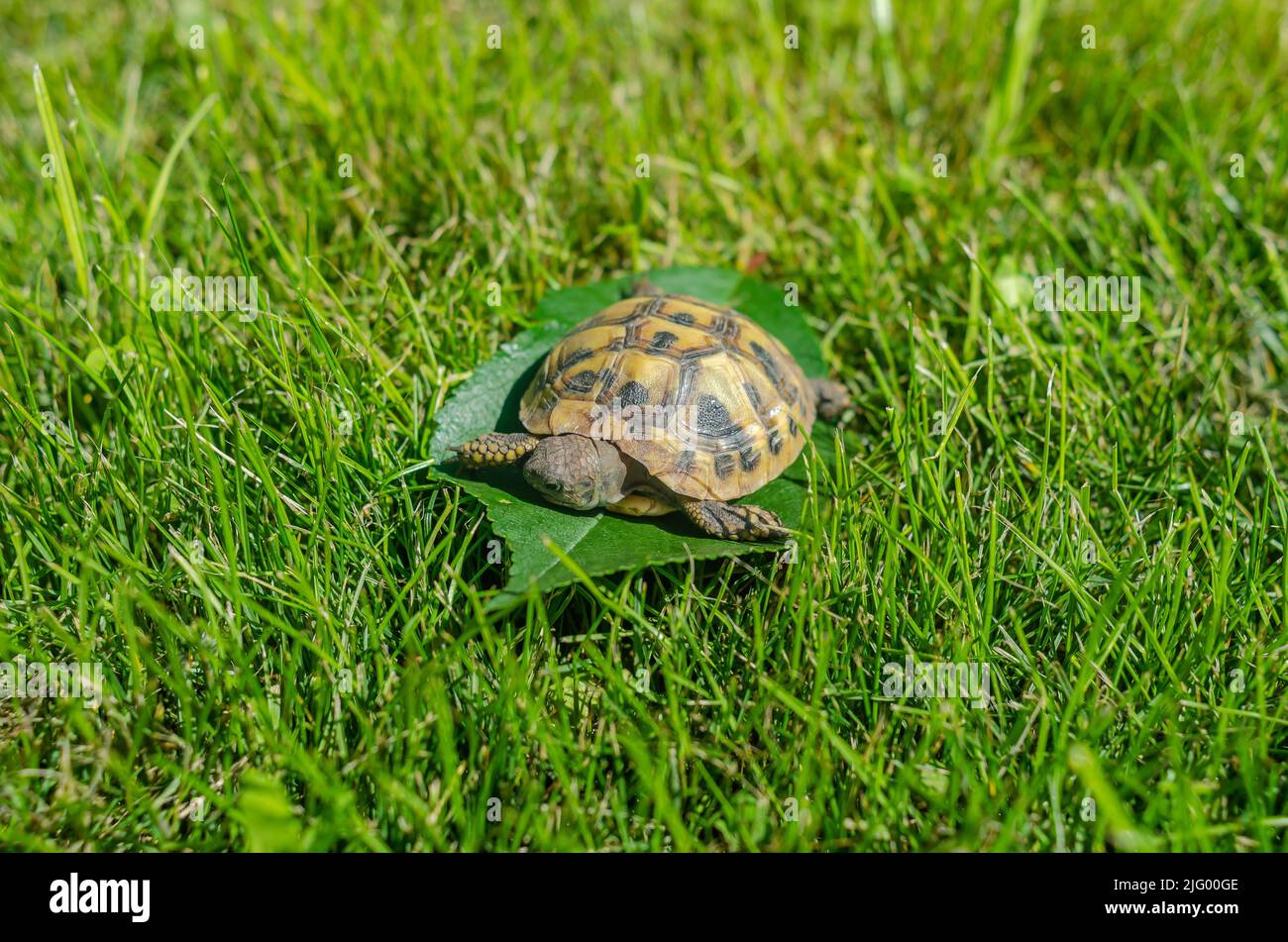 Photo of tiny baby tortoise lying on green leaf on grass. Newborn ...