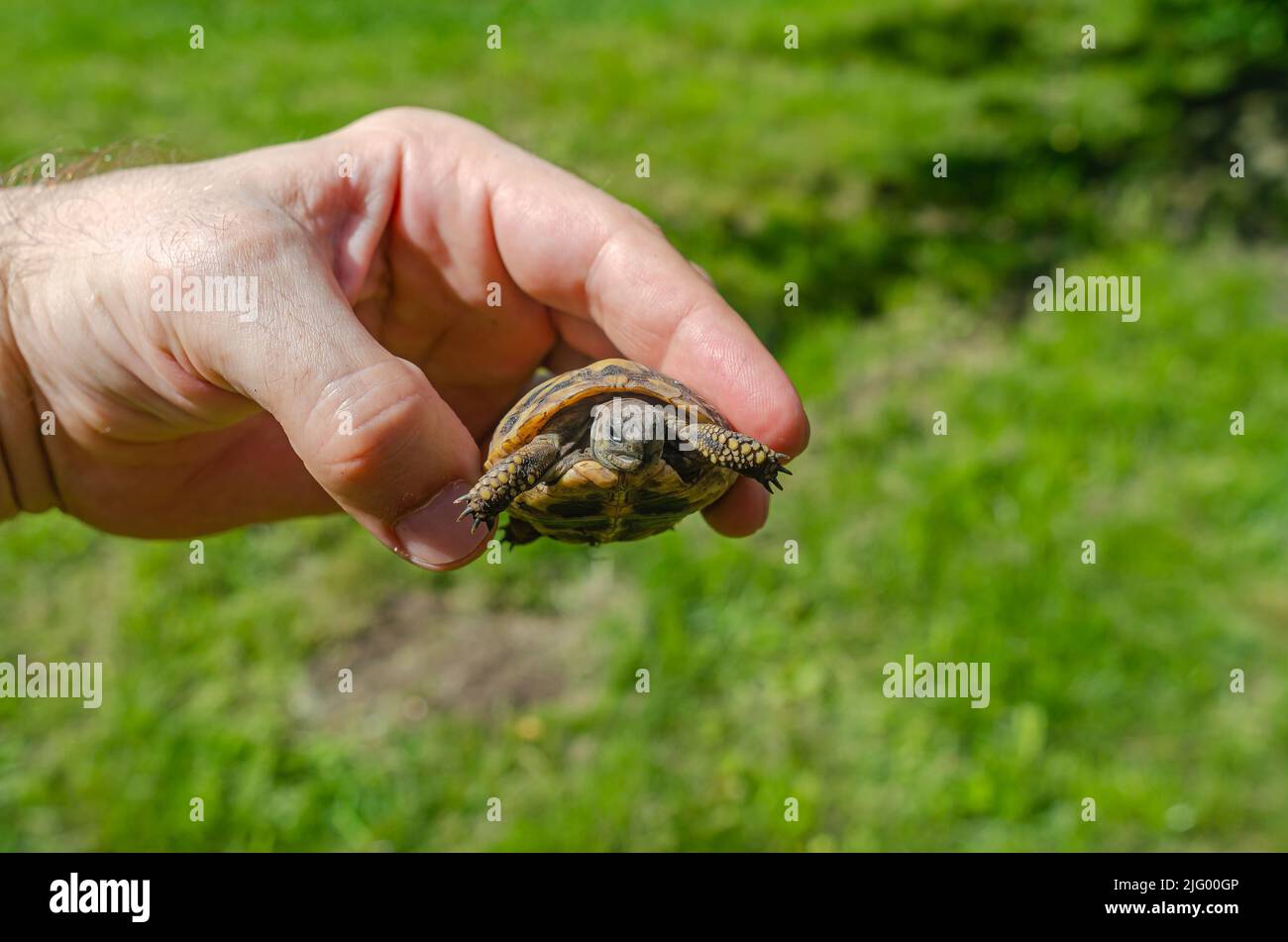 Tiny turtle in man's hand. Breeding of tortoises. Blurred background ...