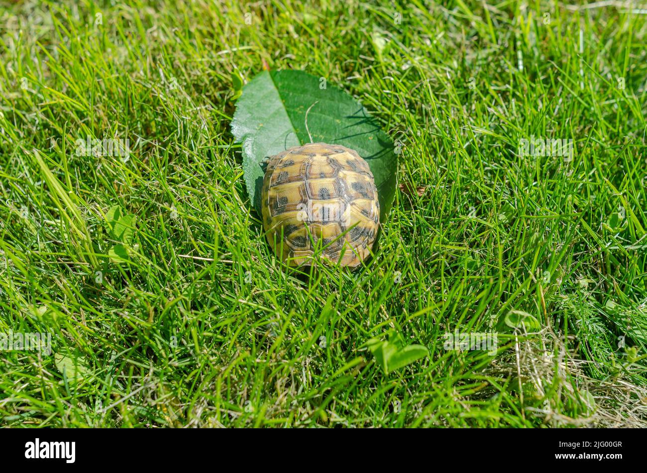Shell of tiny turtle on green leaf among grass in garden. Turtle hid in ...