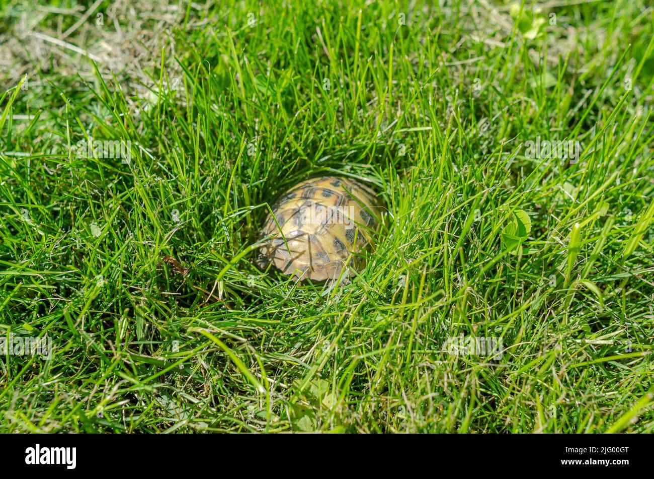 Shell of tiny turtle among green grass. Turtle hid in her hut Stock ...