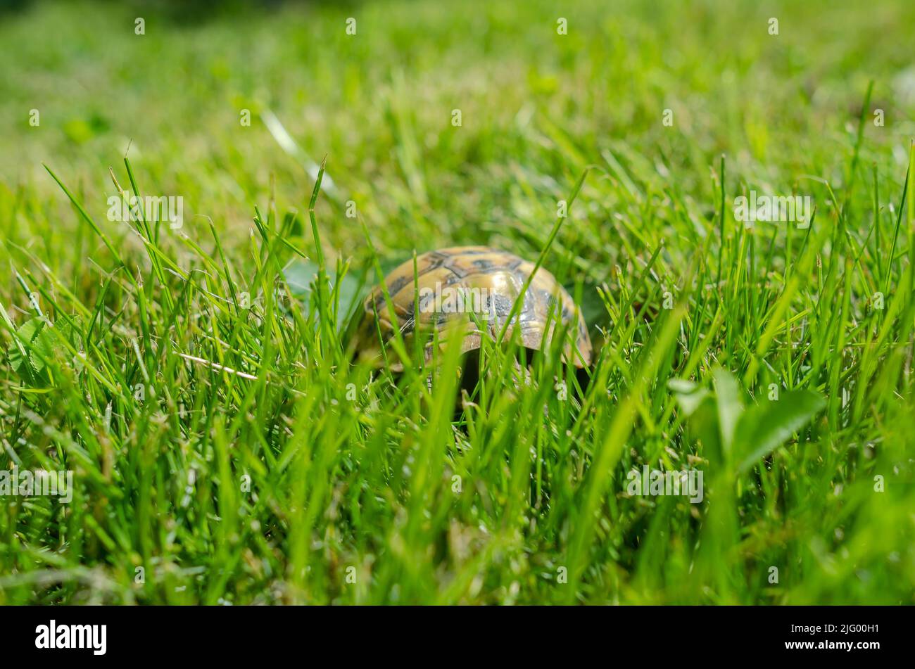Shell of tiny turtle among green grass. Turtle hid in her hut Stock ...