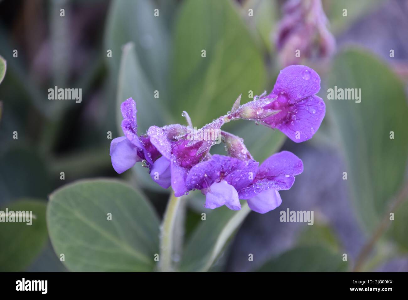 Stunning purple snow pea plant with dew drops on the petals Stock Photo ...