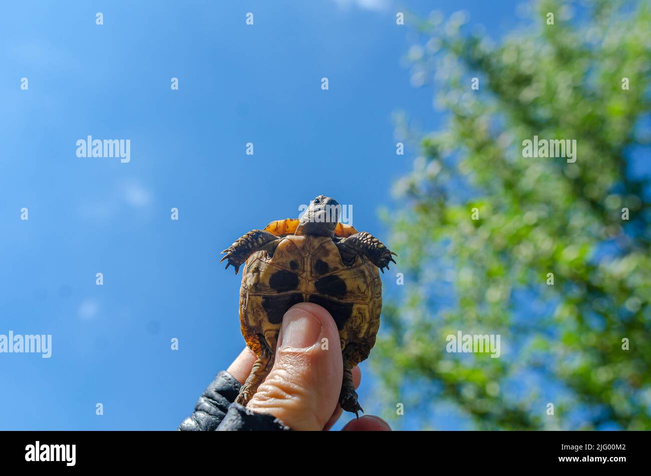 Tiny baby turtle in male fingers on background of blue sky. Care for ...