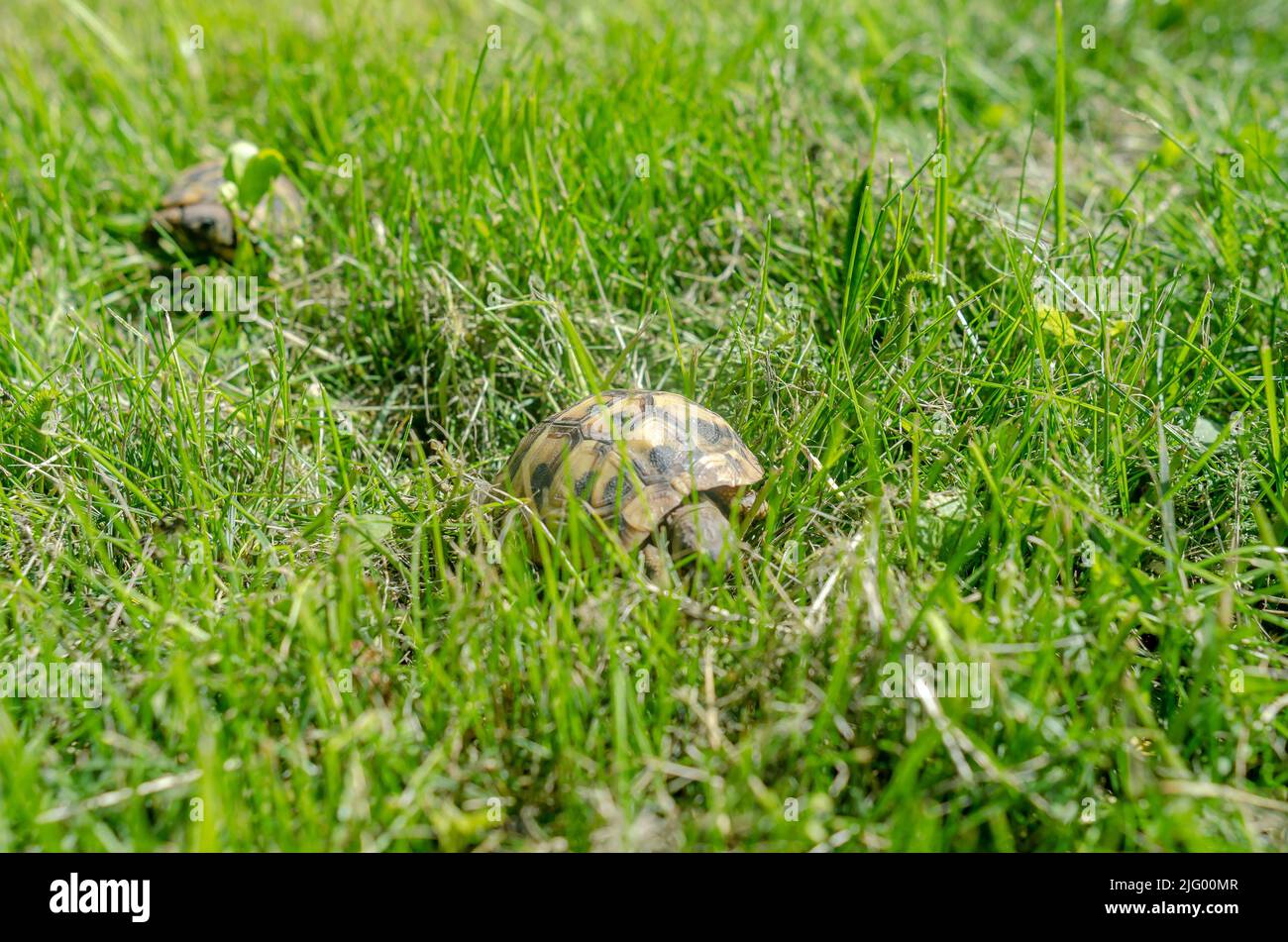 Little pets on turtle farm. Breeding and care of amphibians. Spotted ...