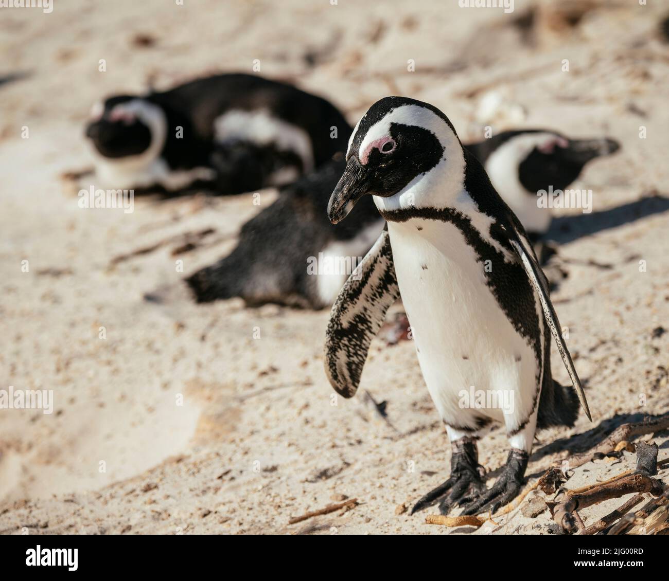Boulders Beach African Penguin Colony, Boulders Beach, Cape Town ...