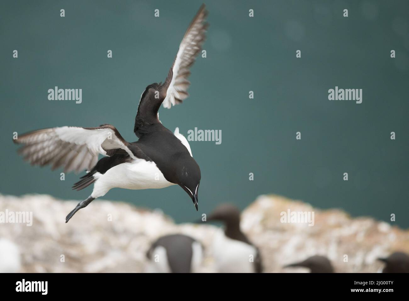 Razorbill (Alca torda) in flight on Skomer Island Stock Photo - Alamy