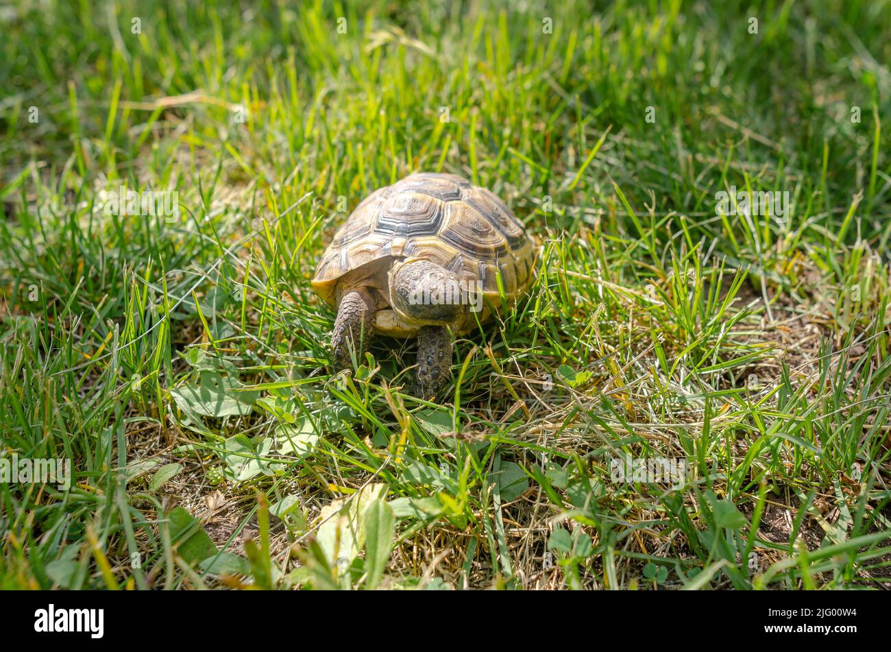 Sunlit turtle in garden sitting on green grass. A land turtle Stock ...
