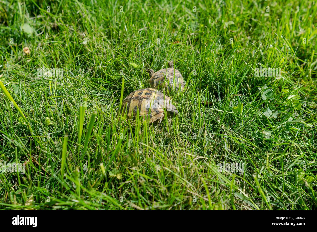 Two turtles turtle couple hi-res stock photography and images - Alamy