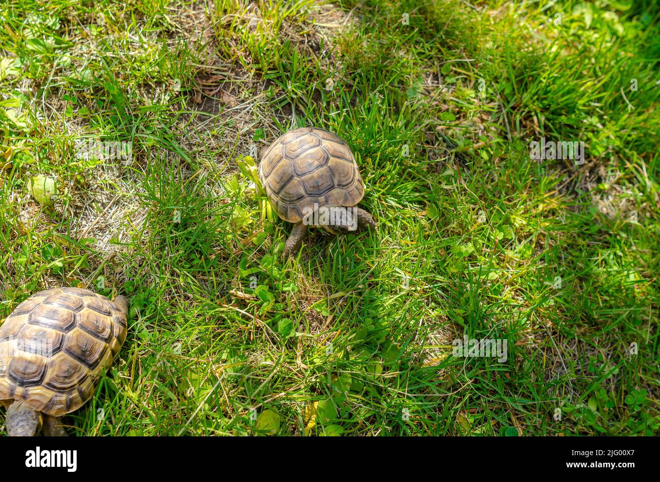 Little pets on turtle farm. Breeding and care of amphibians. Spotted ...