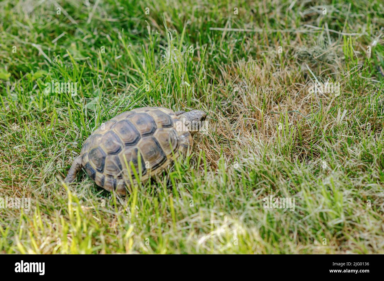 Land small turtle among mown dry grass. Turtle in nature Stock Photo ...