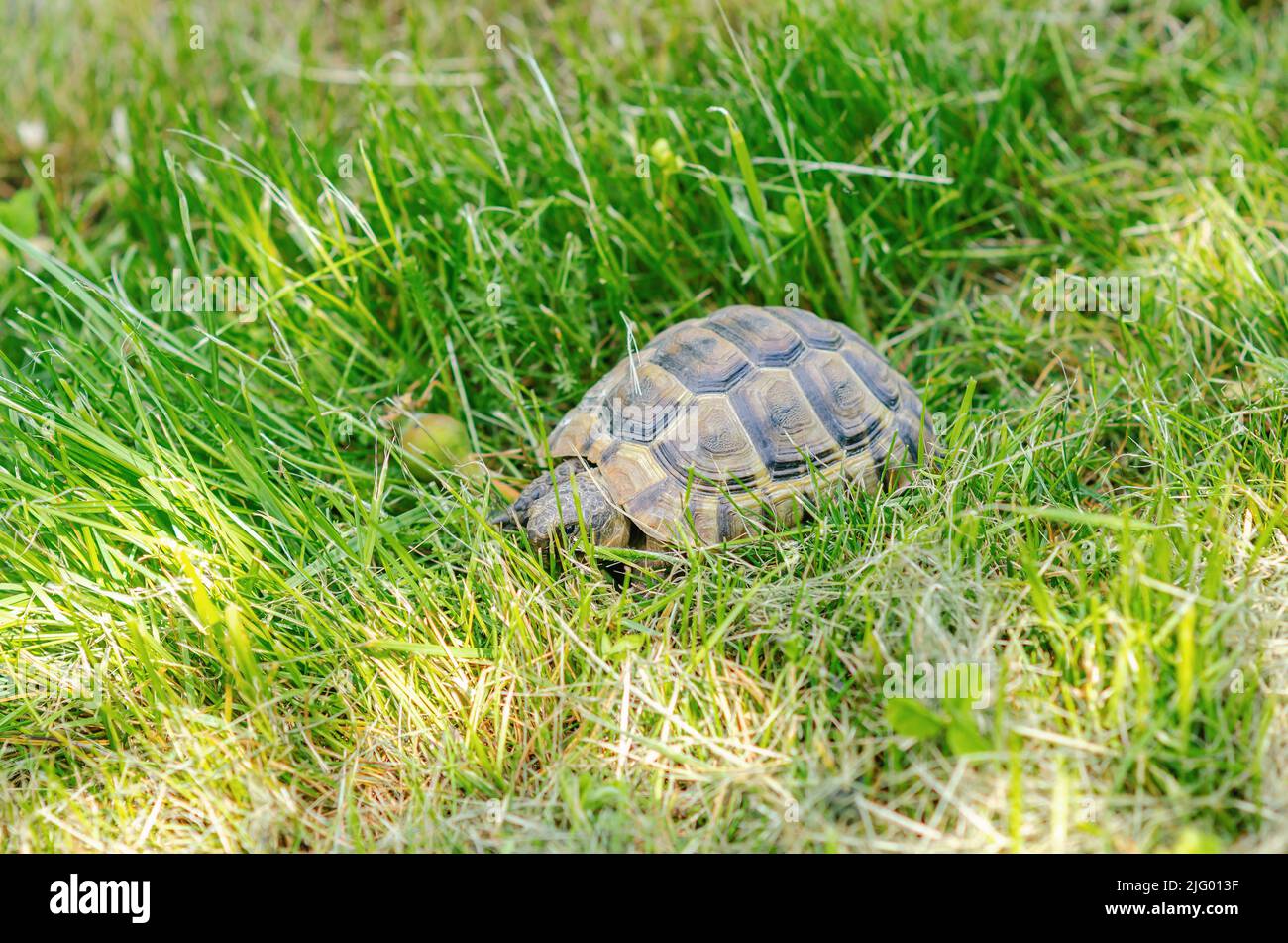 Turtle among the grass in nature hi-res stock photography and images ...