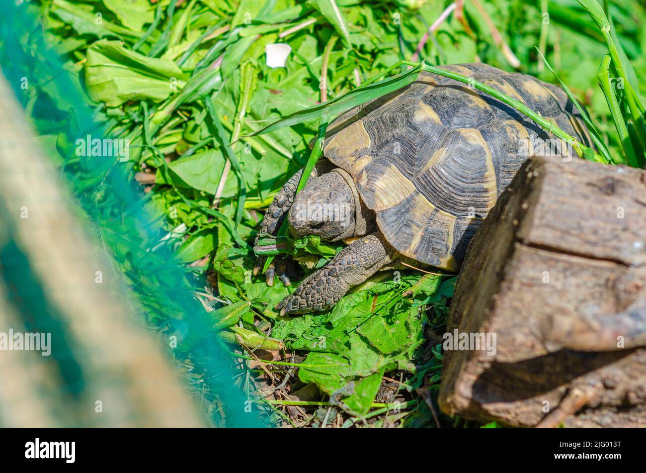 Greek turtle eats green leaf. Nutrition of turtles. Top view Stock ...