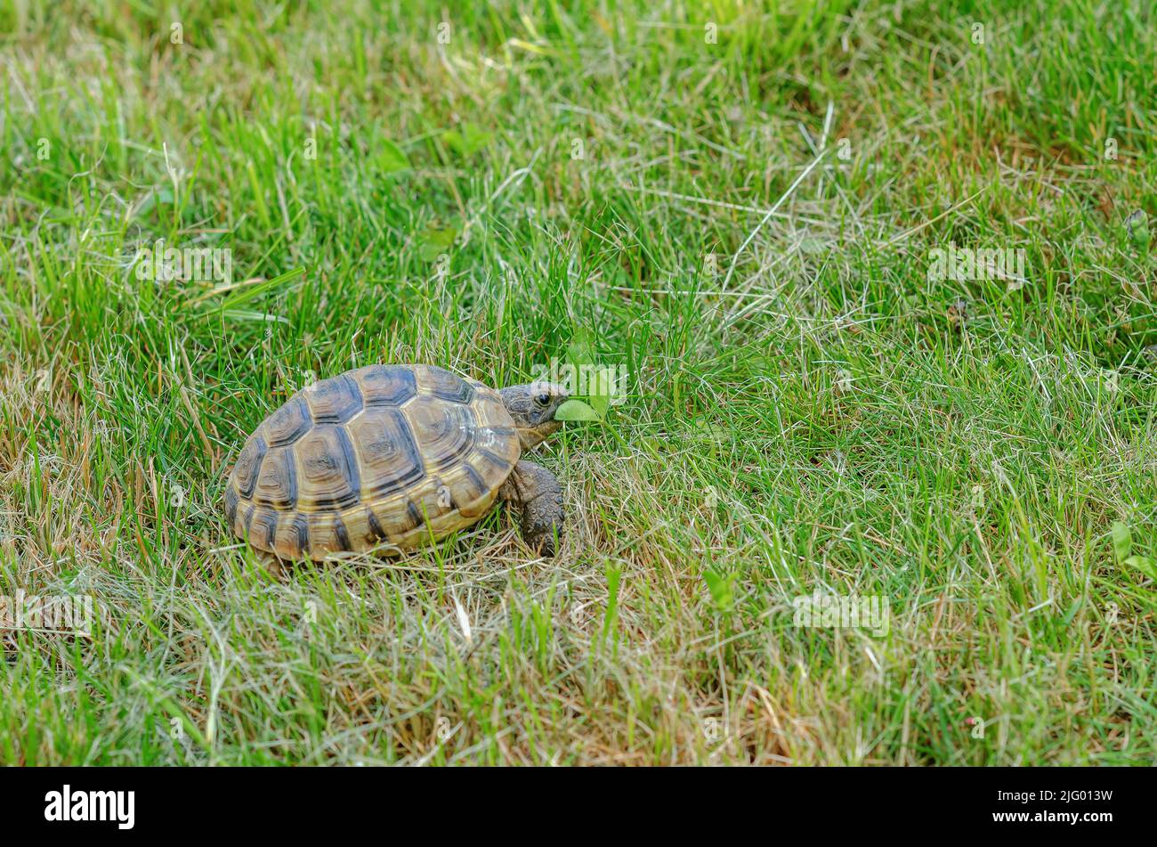 Greek tortoise eats green leaf. Land small turtle among mown dry grass ...