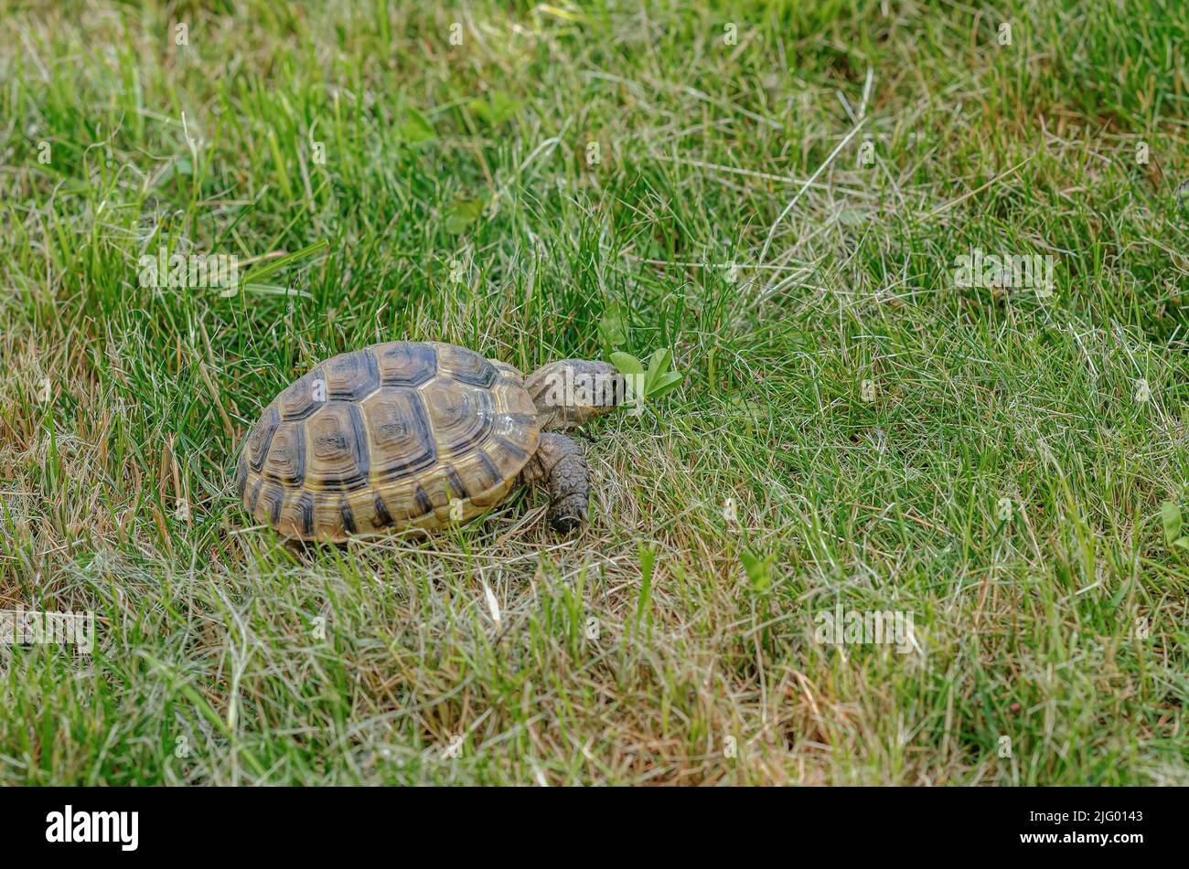 Turtle among the grass in nature hi-res stock photography and images ...
