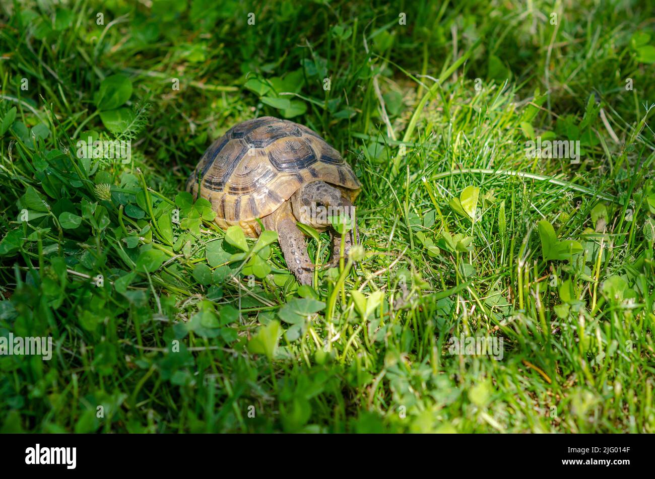 Greek turtle eats green leaf. Nutrition of turtles. Front view of ...