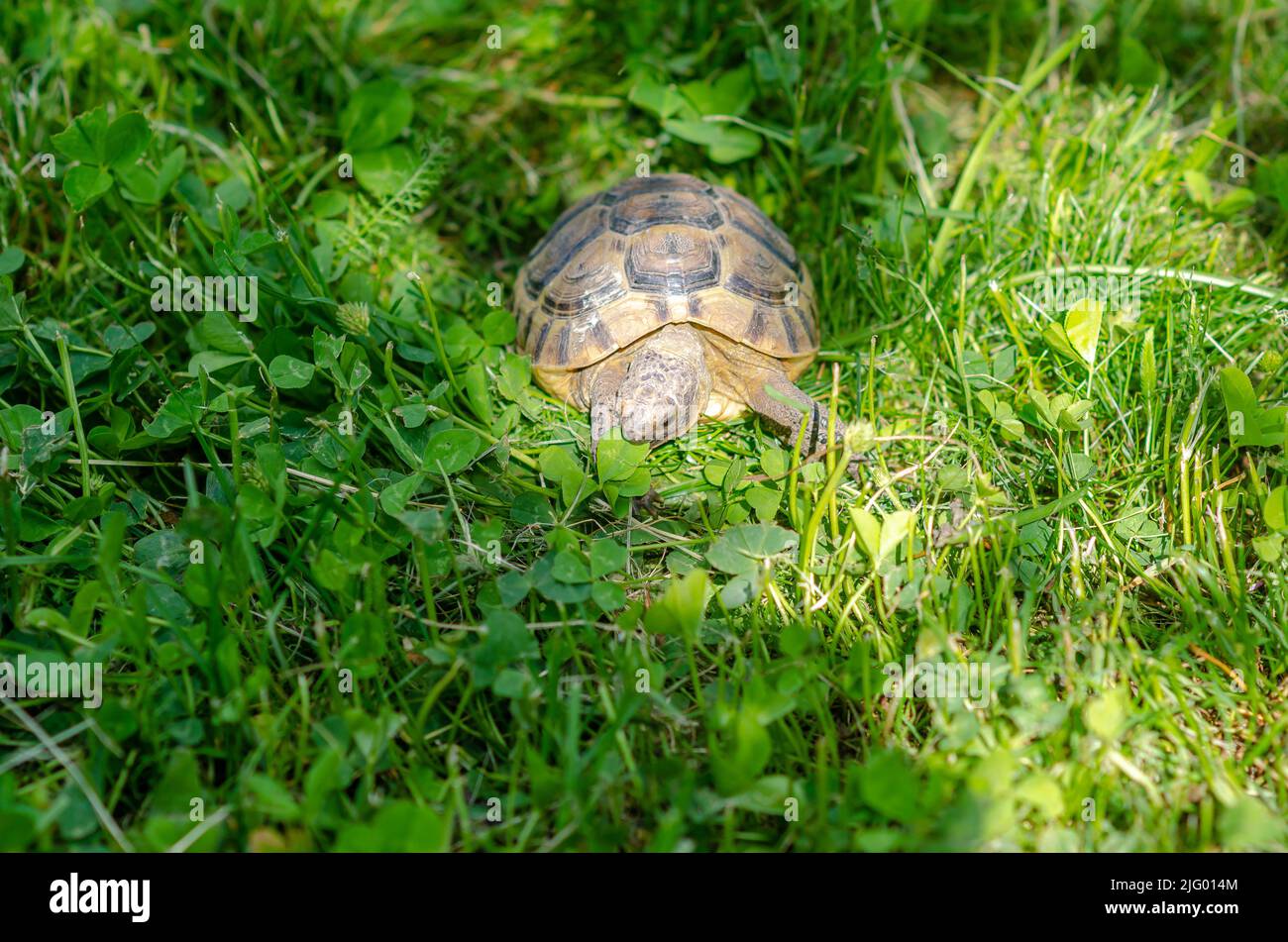 Front view of turtle among green plants. Greek turtle eats green leaf ...