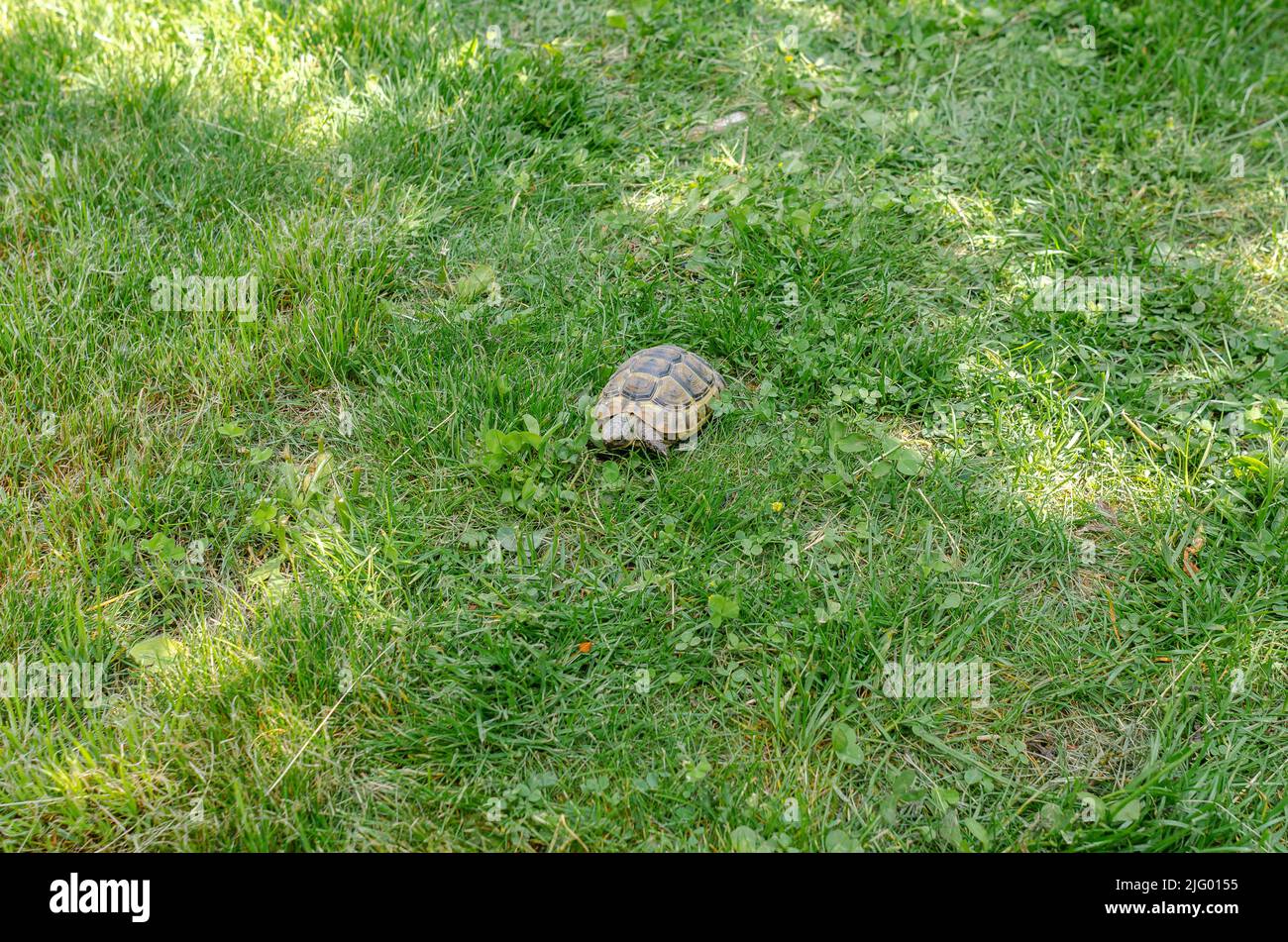 Turtle in grass. Terrestrial spotted brown turtle among green plants in ...