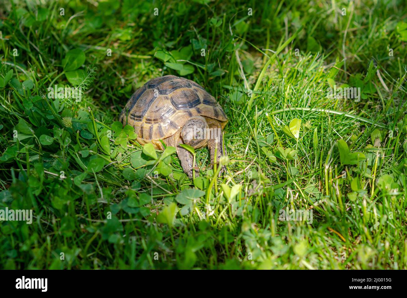 Front view of turtle among green plants. Greek turtle eats green leaf ...