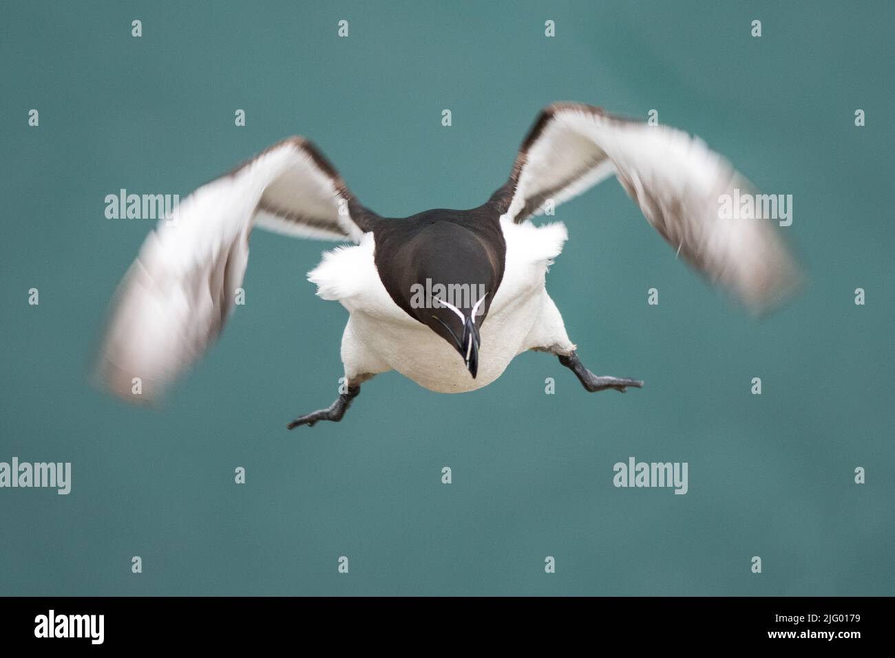 Razorbill (Alca torda) in flight on Skomer Island Stock Photo - Alamy