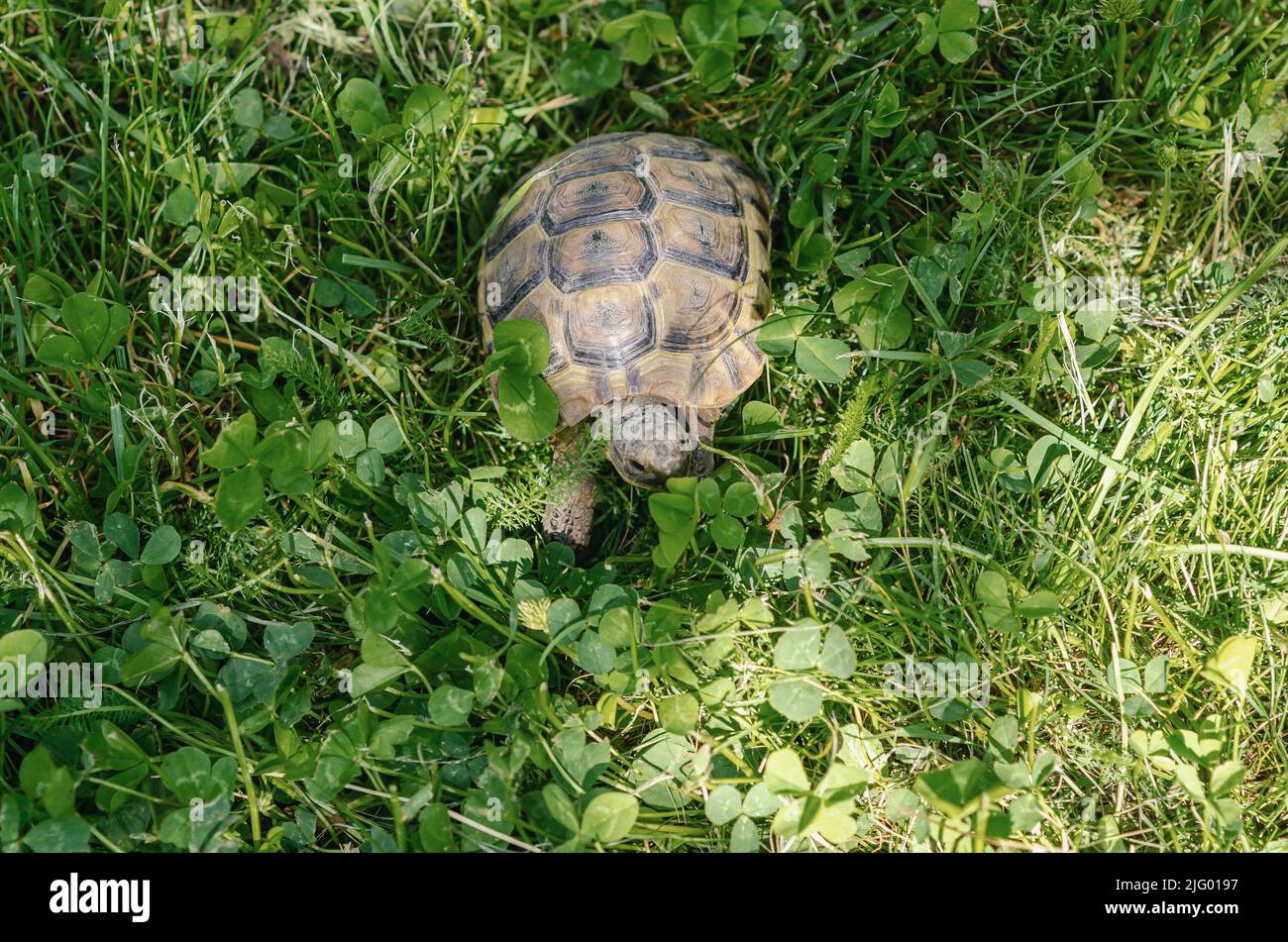Greek turtle eats green leaf. Nutrition of turtles. Top view of turtle ...
