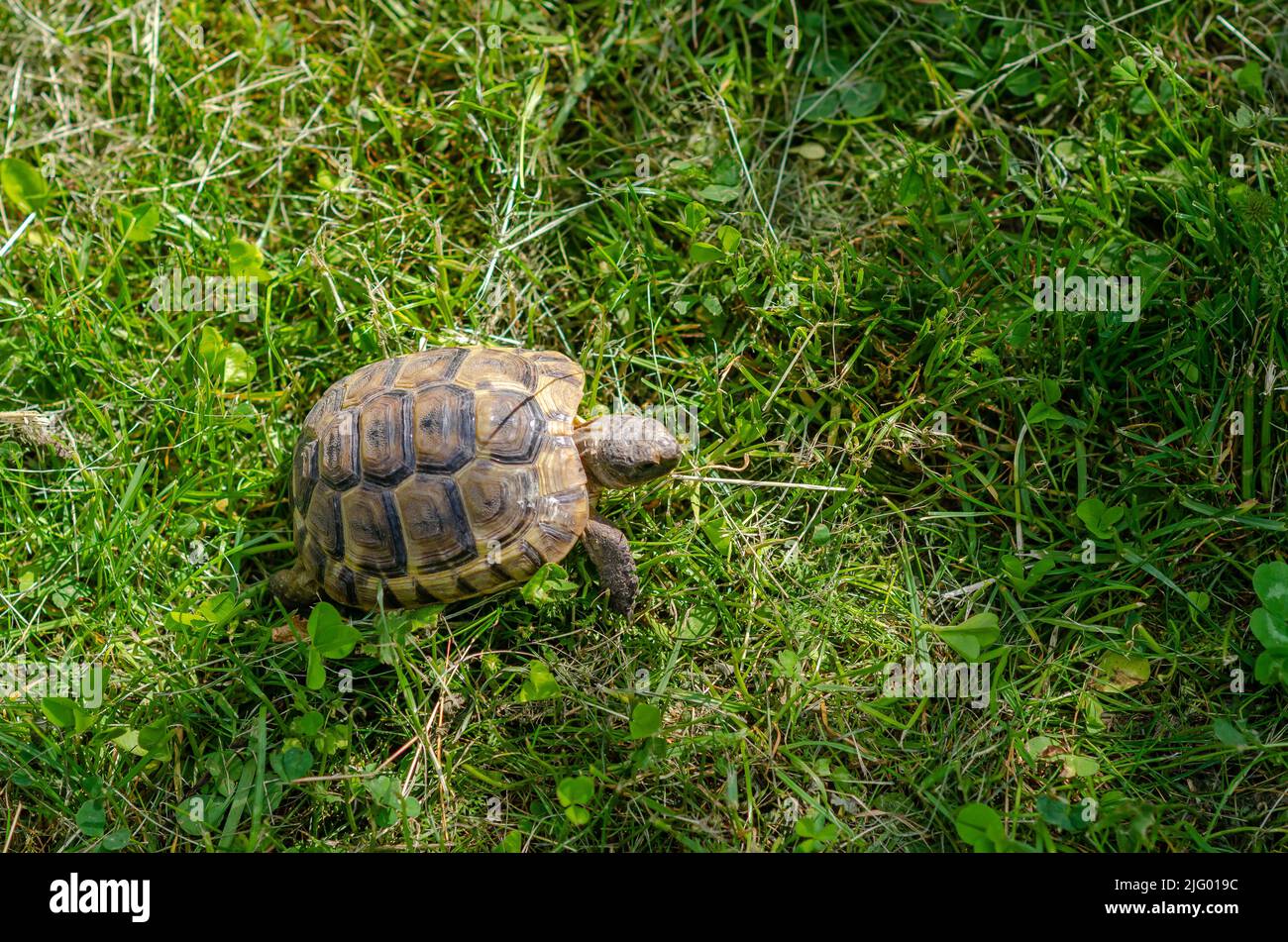 Land small turtle among mown dry grass. Turtle in nature Stock Photo ...