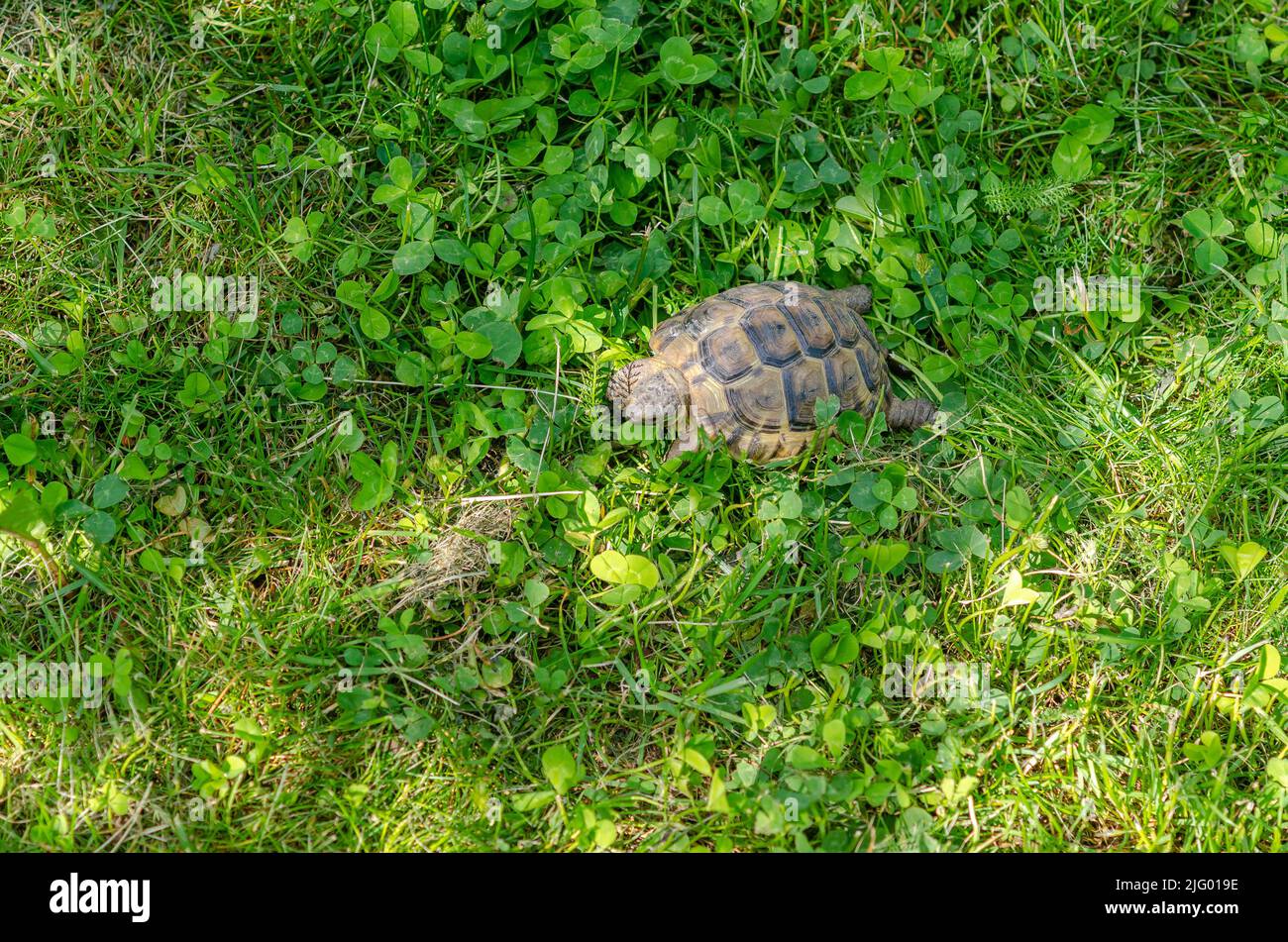 Sunlit tortoise slowly moves its paws on green grass. Top view. Bright ...