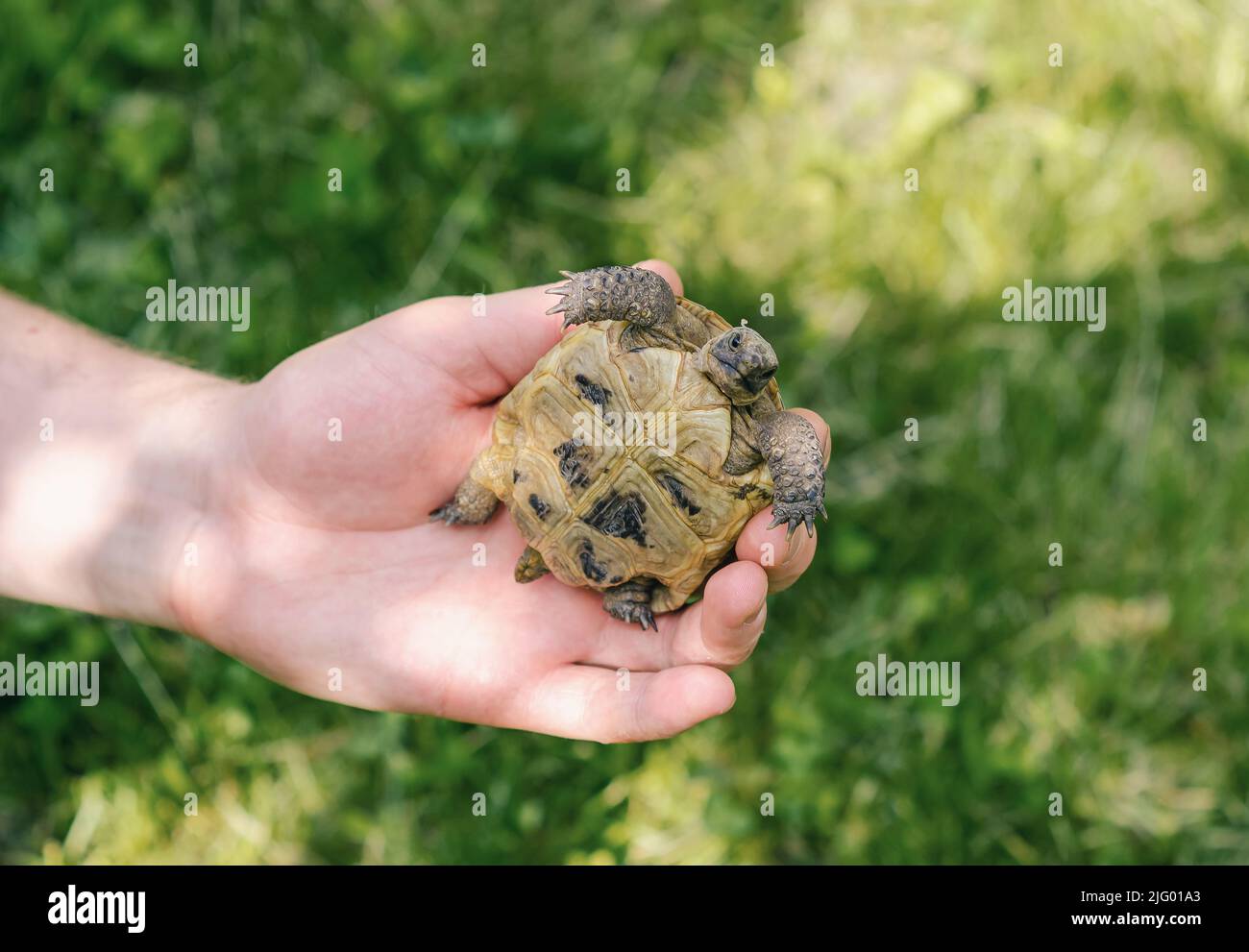 Little turtle on human palm. Close up of small land newborn turtle ...