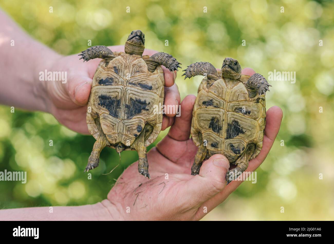 Little turtles in male hands. Close up of bellies of small land turtles ...