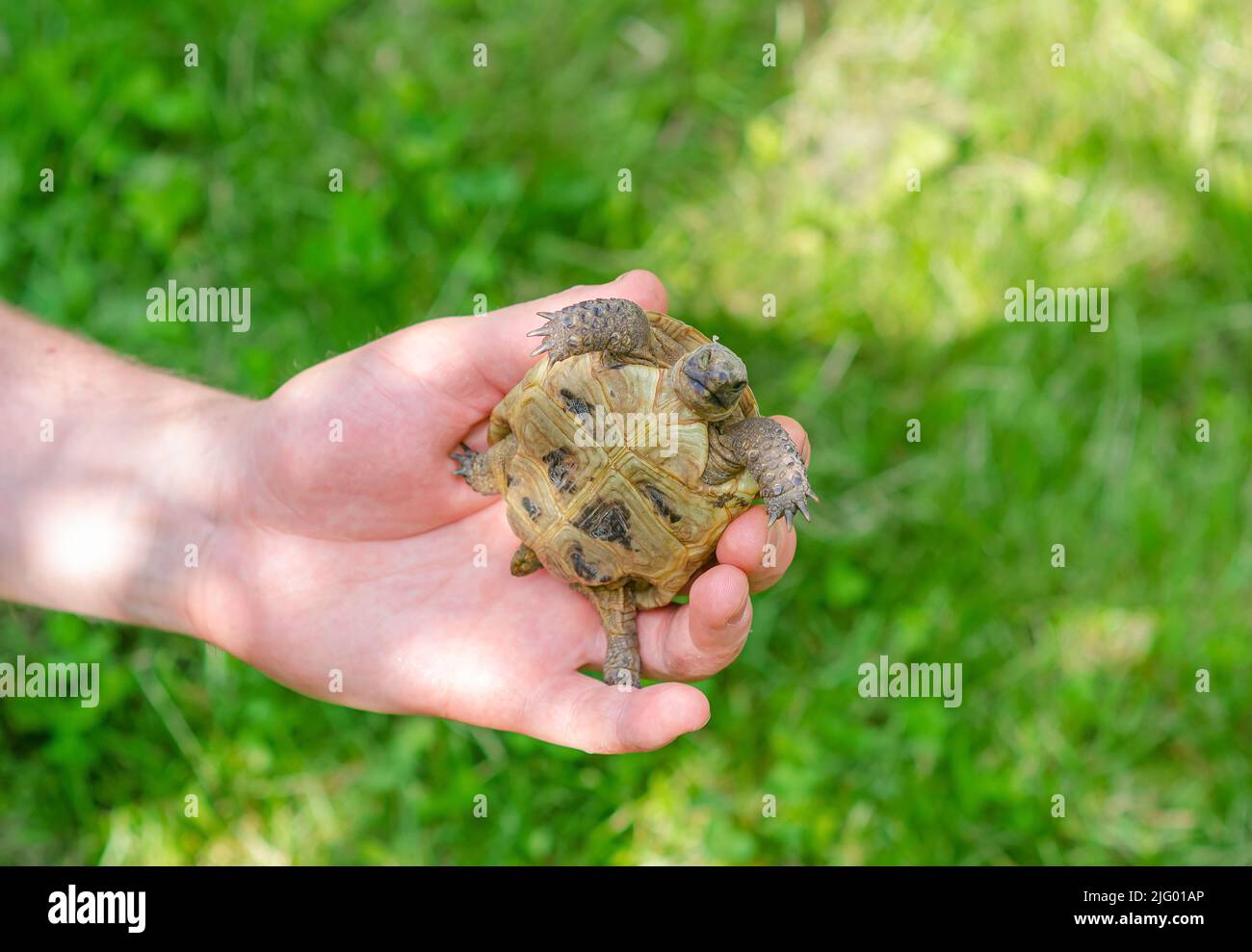 Little turtle in male hands. Bottom view of turtle. Blurred background ...