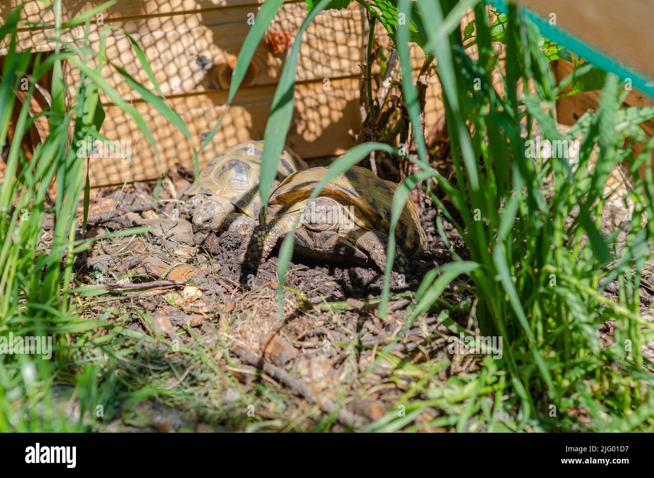 Greek turtles in aviary. Enclosed natural environment for domestic ...