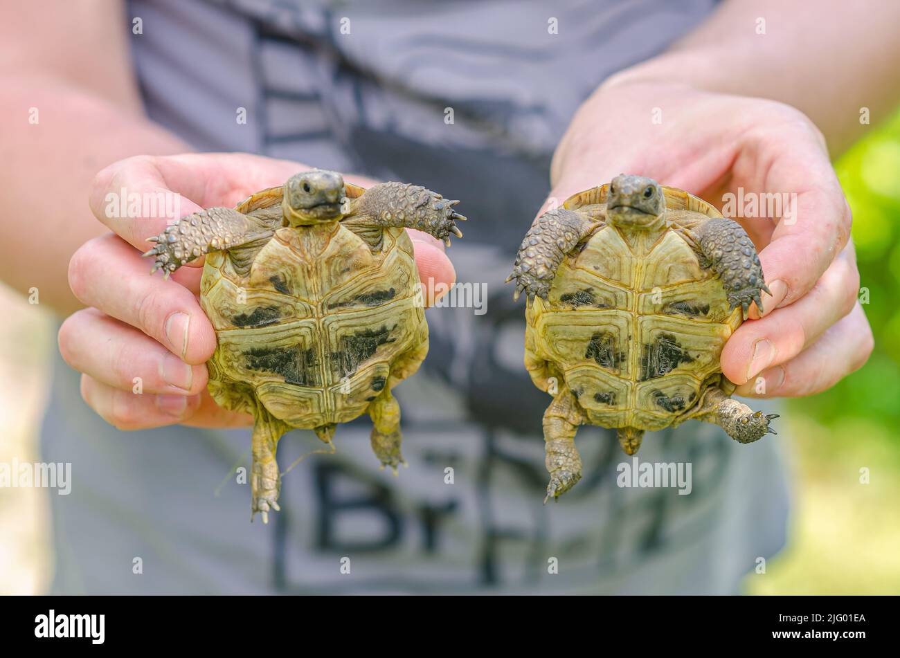 Little turtles in male hands. Close up of bellies of small land turtles ...