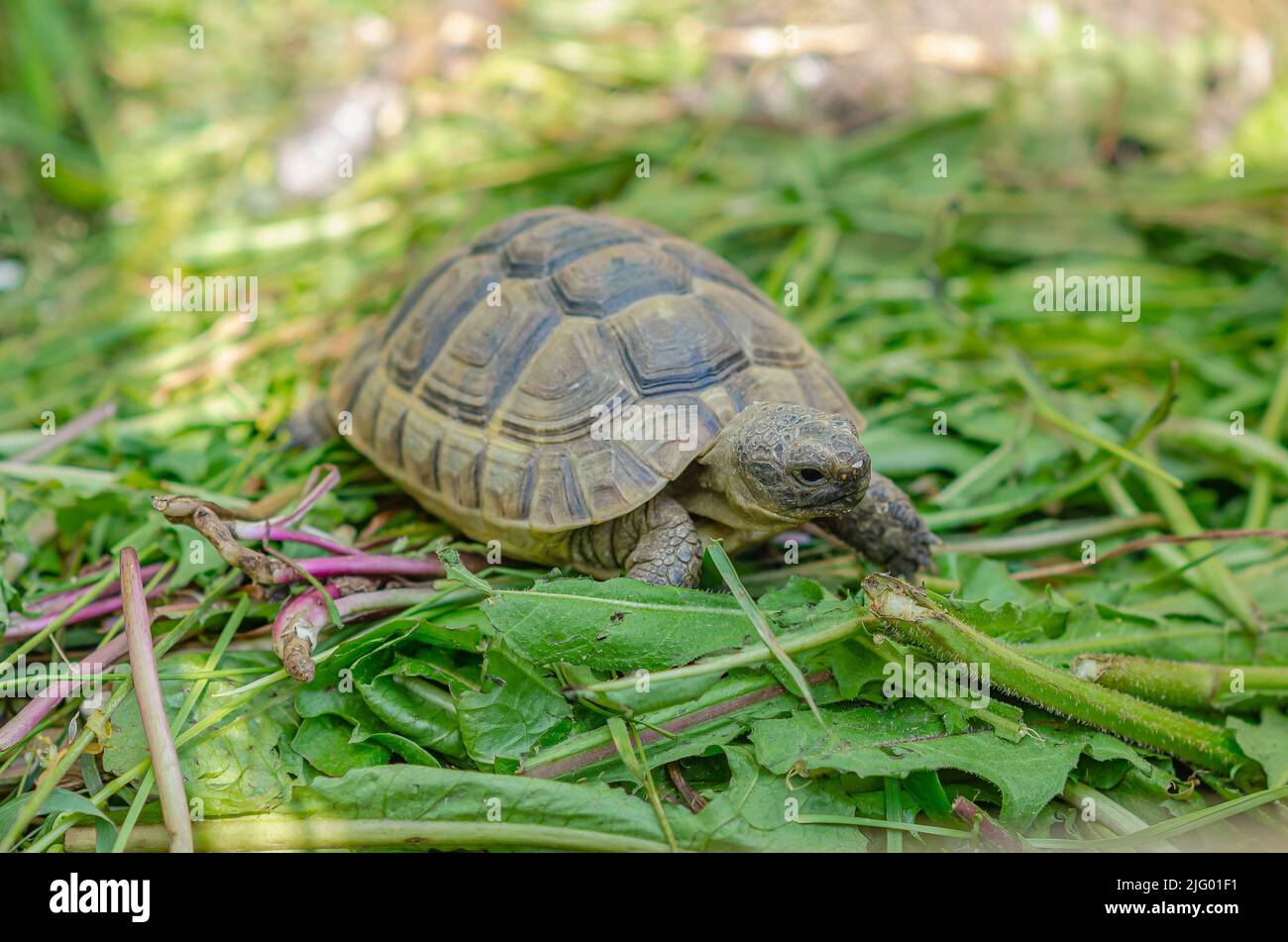 Nutrition of turtles. Front view of turtle among green plants Stock ...