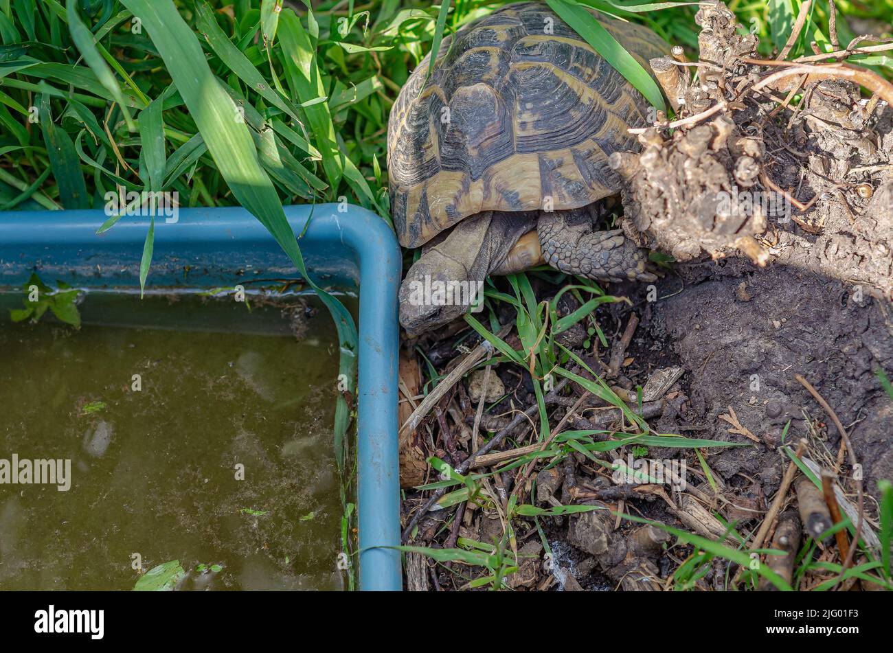 How Do Pet Turtles Drink Water at Hayley Forster blog