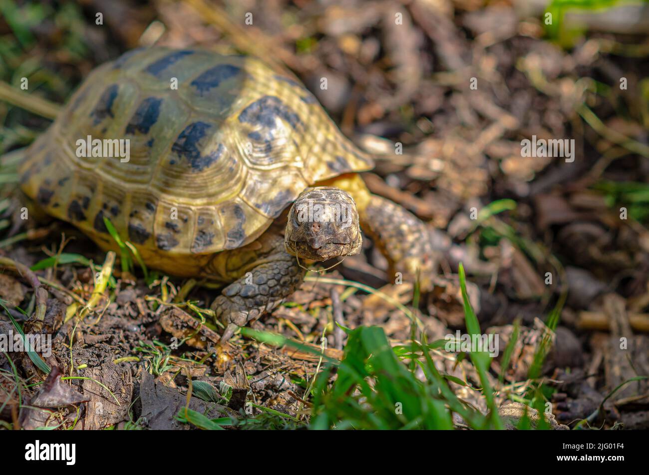 Greek turtles in aviary. Enclosed natural environment for domestic ...