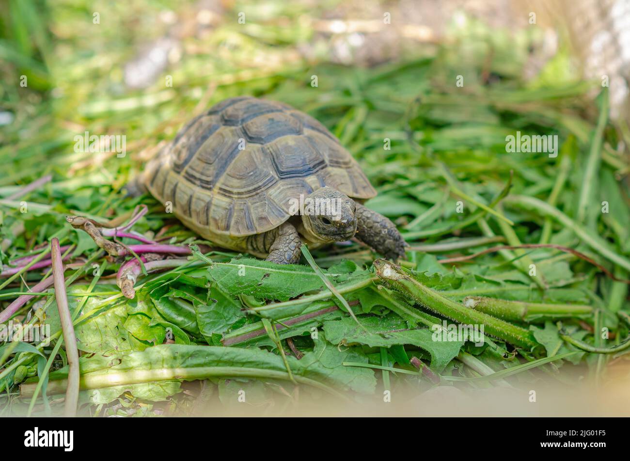 Nutrition of turtles. Front view of turtle among green plants Stock ...