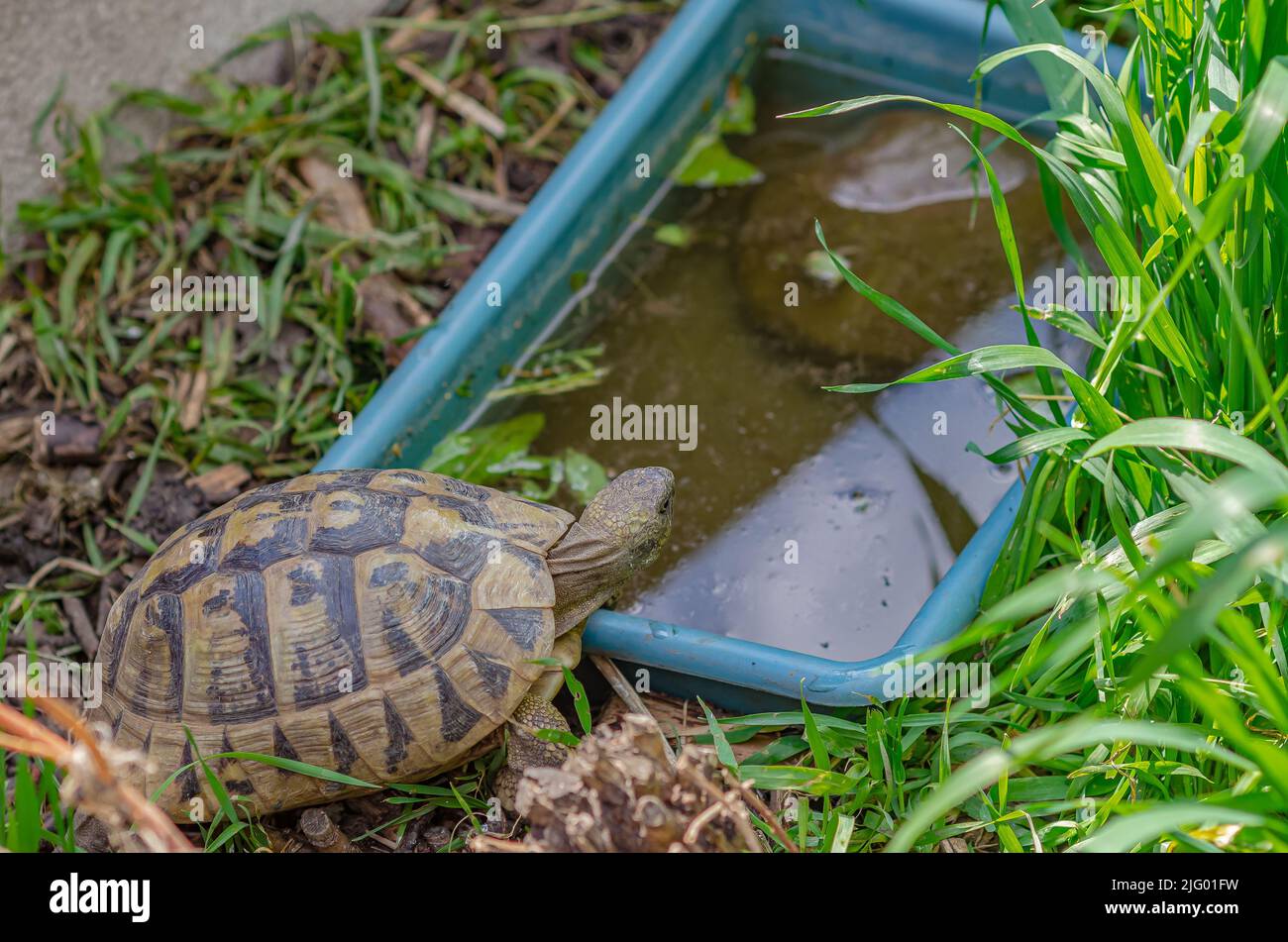Top view of turtle going to drink water. Reproduction of turtles at ...