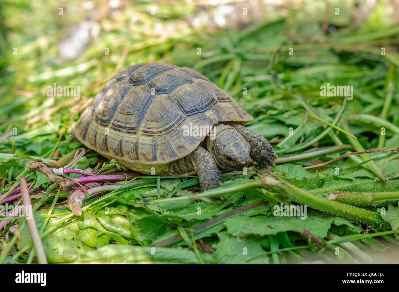 Nutrition of turtles. Front view of turtle among green plants Stock ...