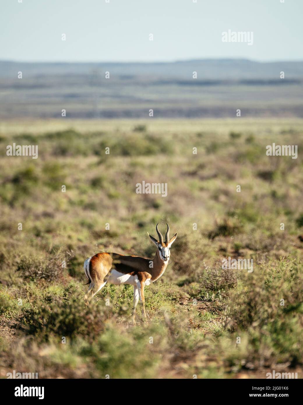 Springbok, Karoo National Park, Beaufort West, Western Cape, South ...