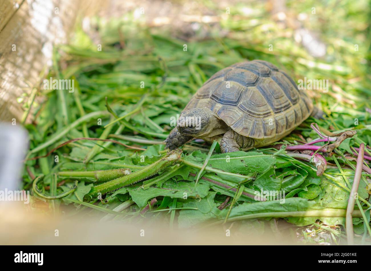 Greek turtles in aviary. Enclosed natural environment for domestic ...