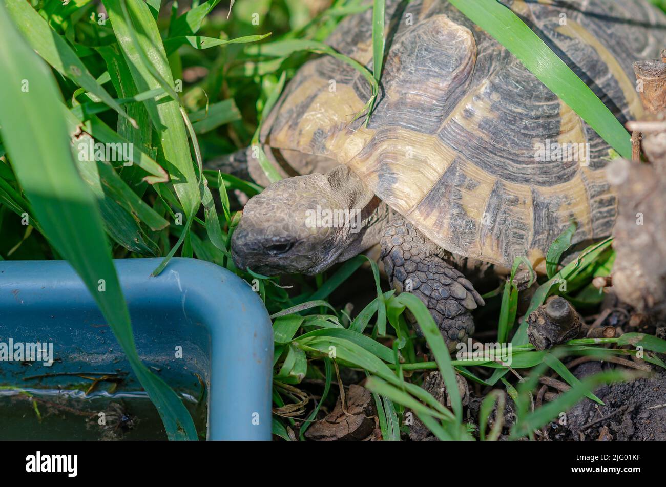 Giant turtles greece hi-res stock photography and images - Alamy