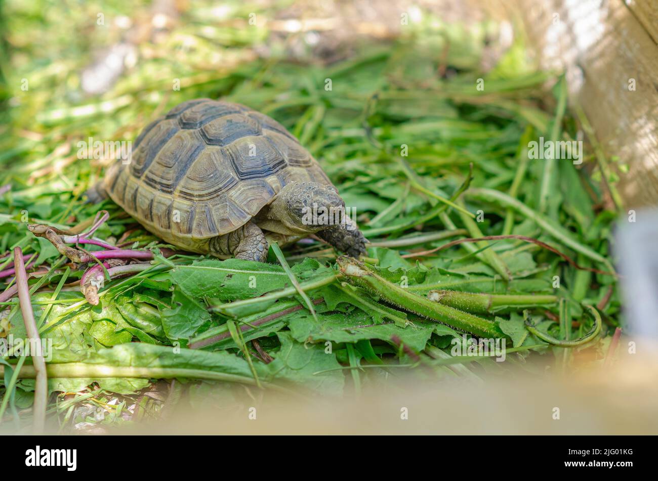 Greek turtles in aviary. Enclosed natural environment for domestic ...