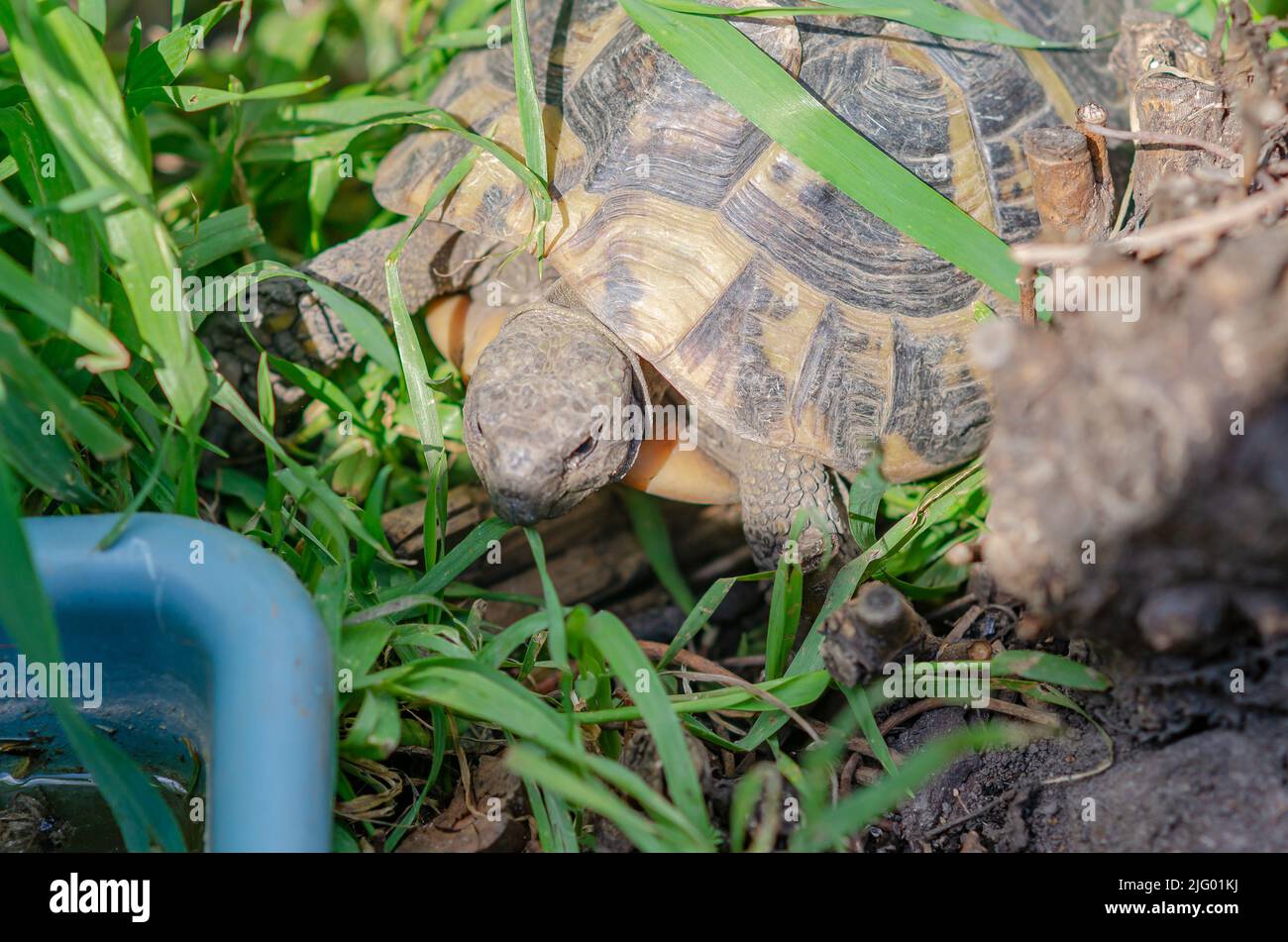 Giant turtles greece hi-res stock photography and images - Alamy