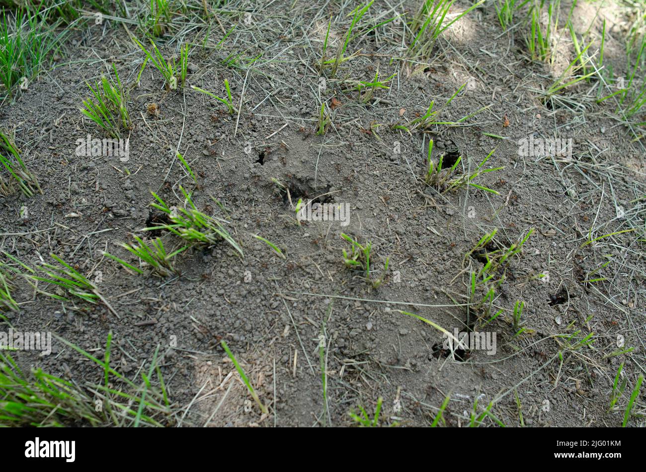 Field mouse burrow hi-res stock photography and images - Alamy